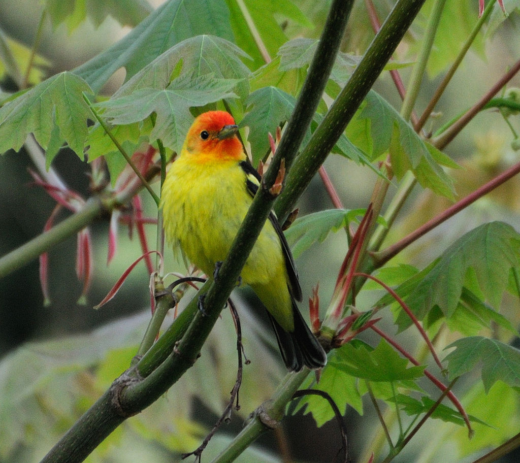 WESTERN TANAGER