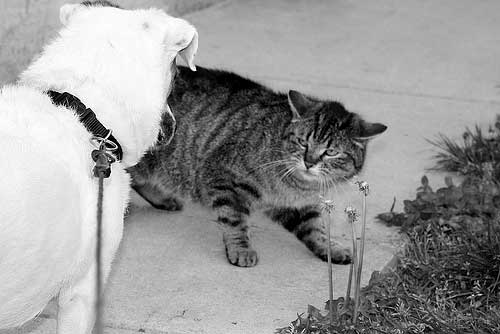 Mau Mew: Feline Offensive Threat Posture?