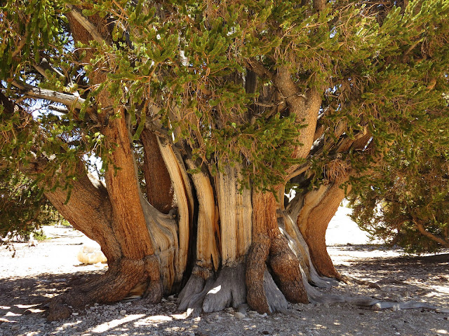 Around the Bend Friends ®: The Patriarch Tree / White Mountain Road ...
