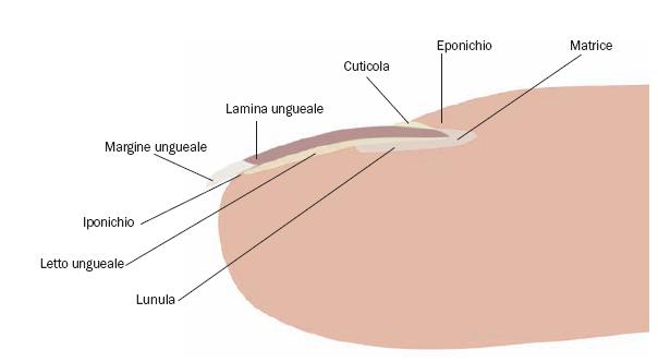 Shiny Nail: Conoscenze di base: Anatomia dell'unghia