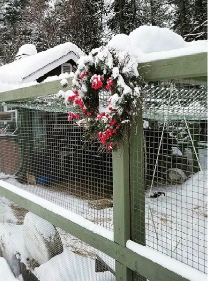 How to Winterize your Chicken Run - Fresh Eggs Daily® with Lisa Steele