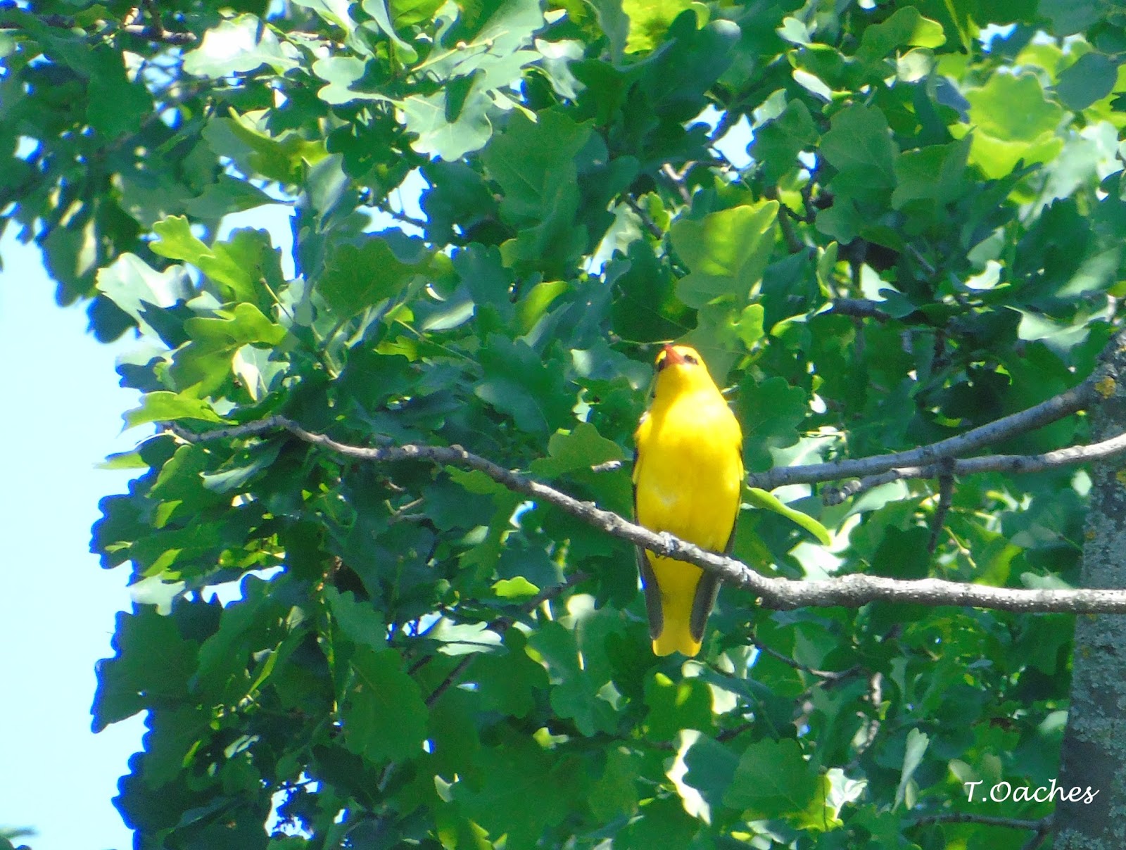 PASARI DIN ROMANIA: GRANGUR, Oriolus oriolus
