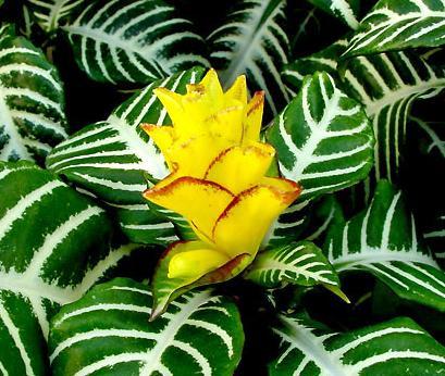 Meu Cantinho Verde: AFELANDRA, AFELANDRA-ZEBRA, ESPIGA-DOURADA ...