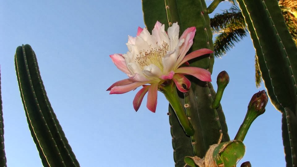 Ludugero desde que me entendo por Ludugero: AZINHAVRES, por João Maria ...