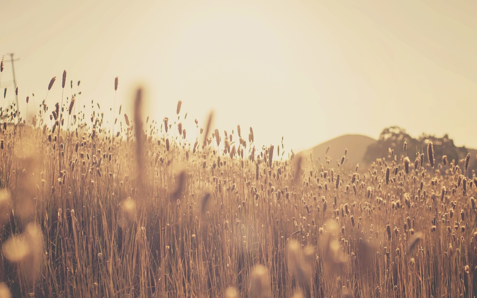 Tarla ve Gün Batımı HD Duvar Kağıdı | Wallpaper Depo - HD Duvar Kağıtları