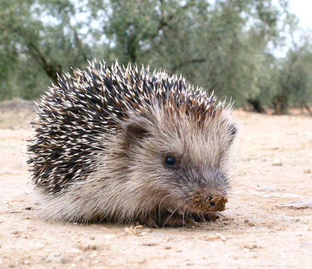 Animales Raros: El Erizo común