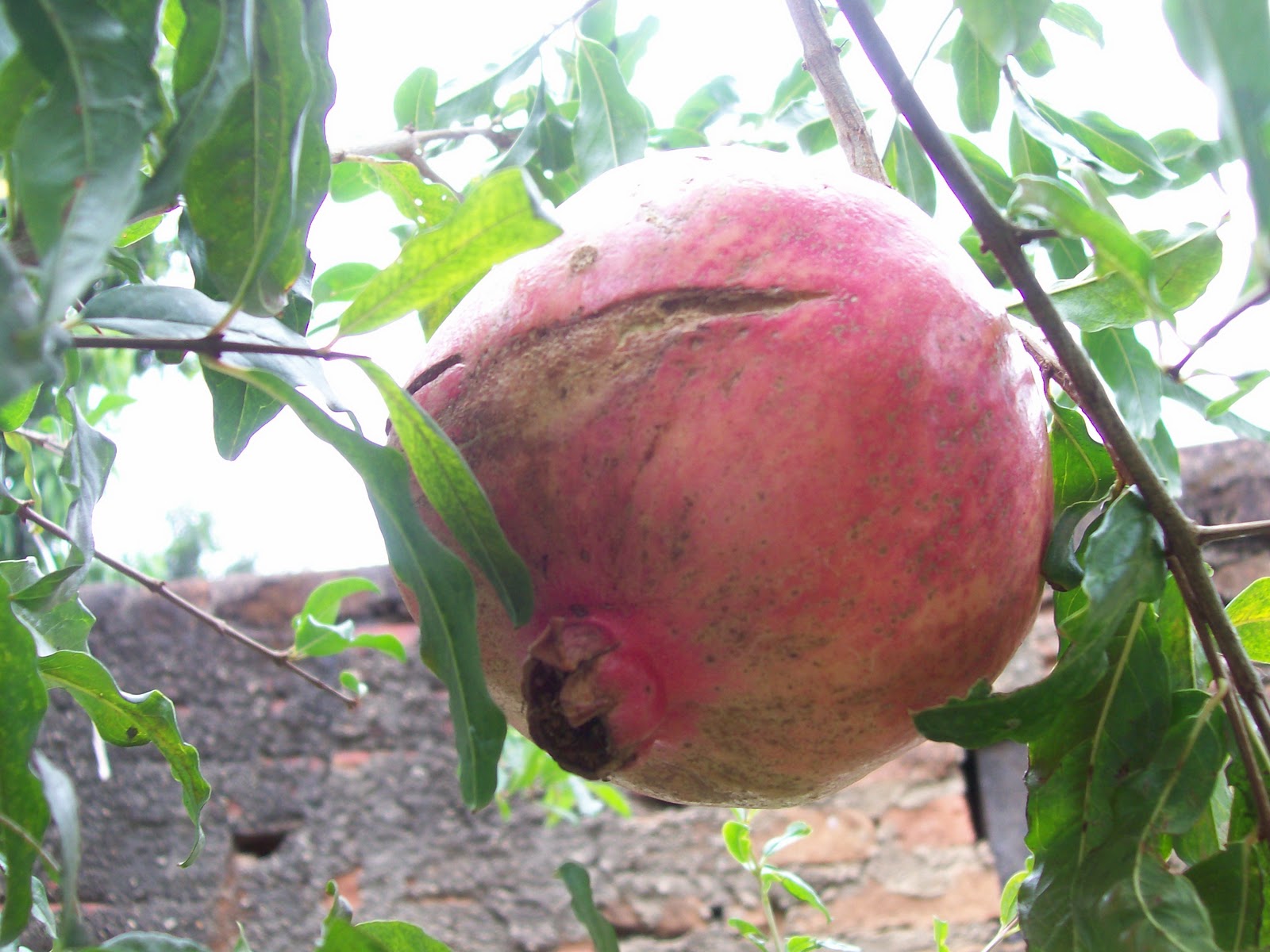 Uma semente por dia: Pé de romã: o primeiro fruto (parte 2)