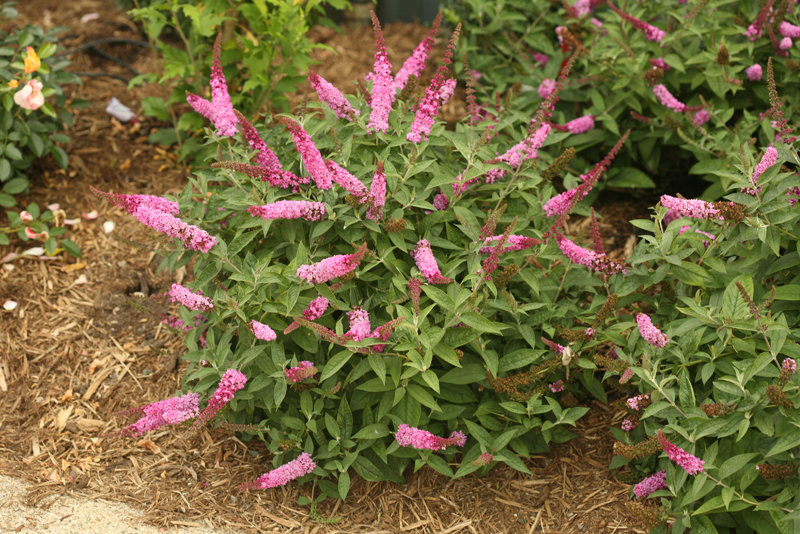 Proven Winners® Colorchoice® Plant Of The Week Plant Of The Week Lo
