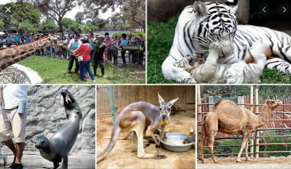 EL PARQUE DE LAS LEYENDAS - Los mejores lugares turísticos del Perú