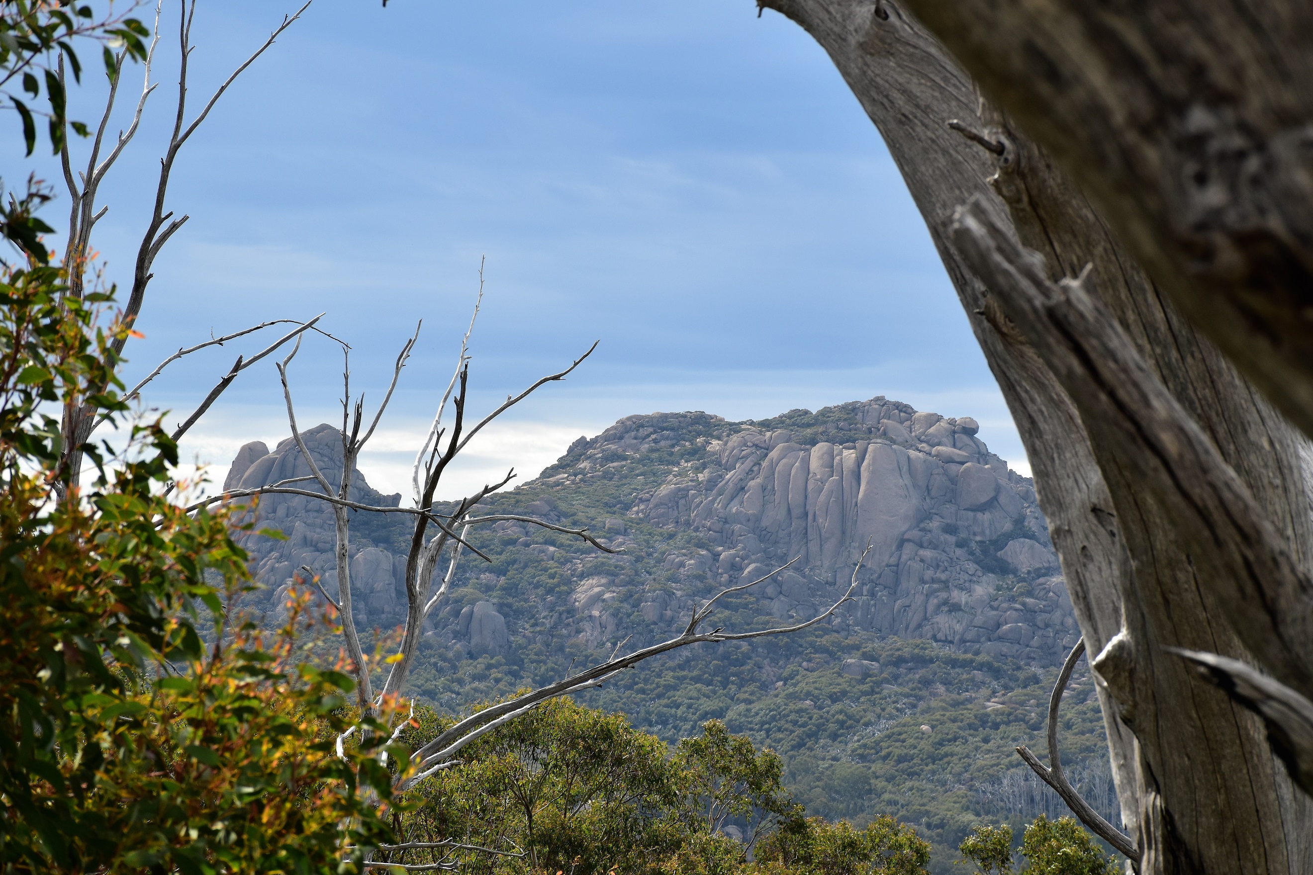 Goin' Feral One Day At A Time: Mt Buffalo Circuit Walk, Mt Buffalo ...