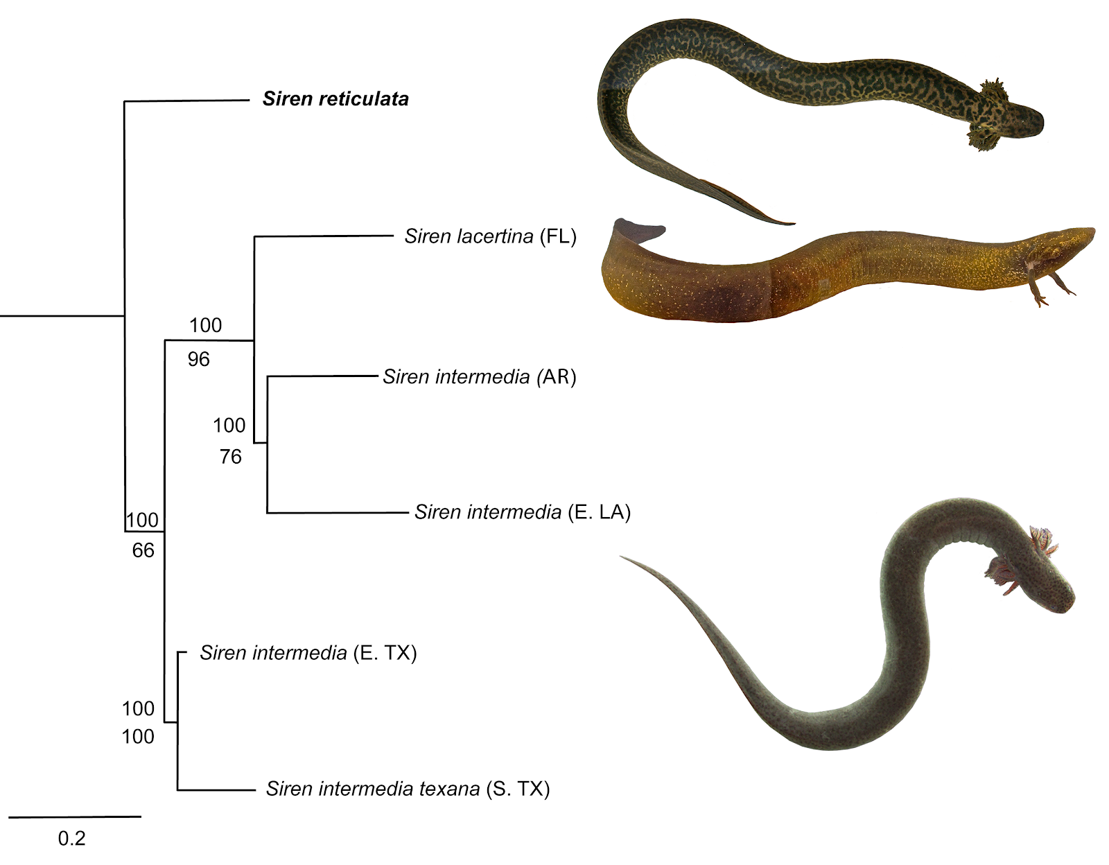 Species New to Science: [Herpetology • 2018] Siren reticulata ...