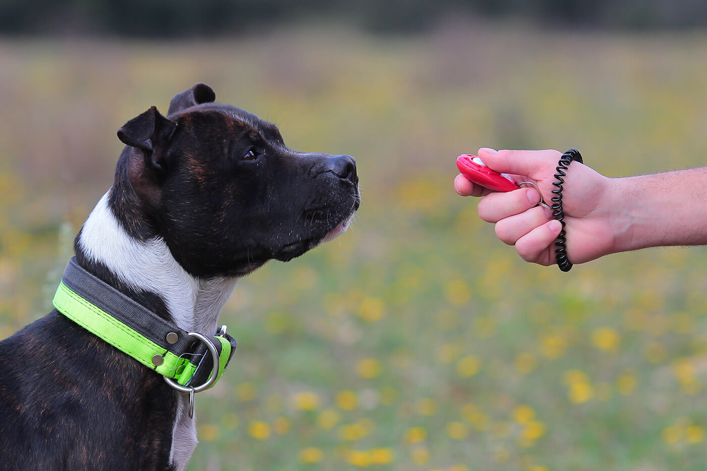 WHAT IS THE IMPORTANCE OF DOG CLICKER TRAINING