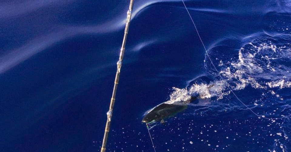 Maui Fishing Charters - Today's Fresh Catch