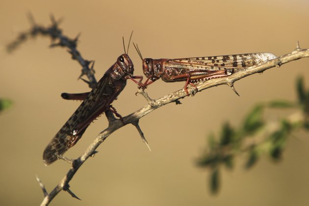 Millions of Locusts in Israel reminding one of the 10 Plauges