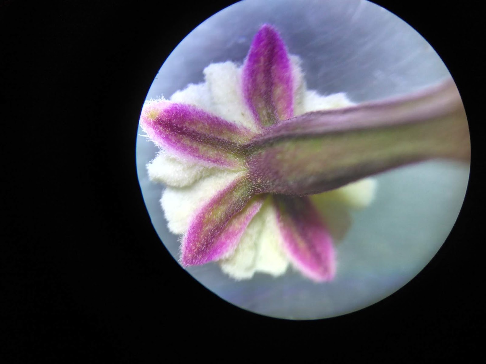 Sistemática Fanerógamas BIO 266 UEFS: MYRTALES, SANTALALES E CARYOPHYLLALES