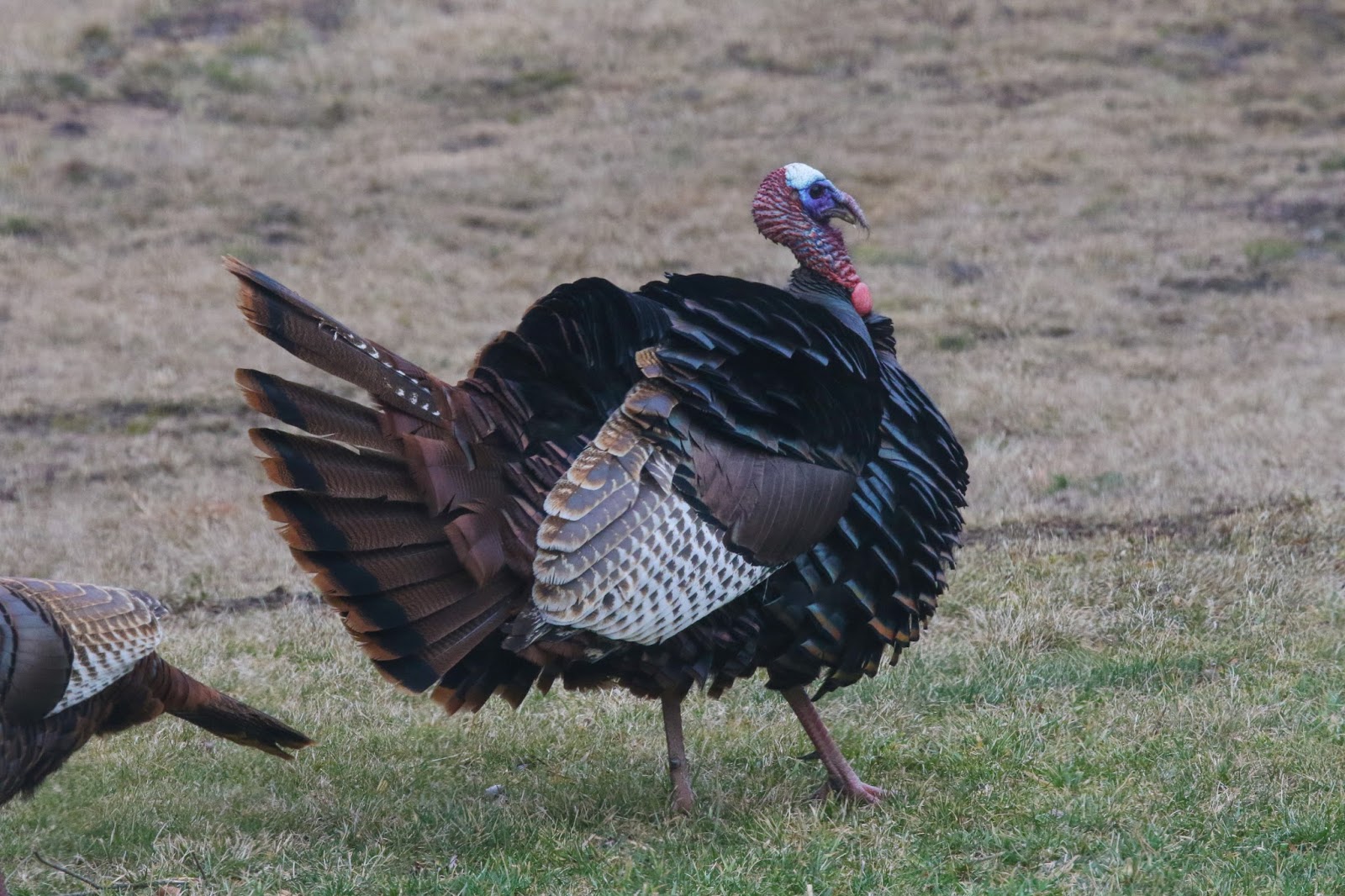 Gale's Photo and Birding Blog: The Wild Turkey, a bird of courage...