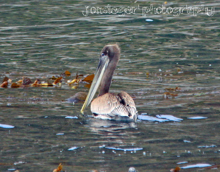 Northern Illinois Birder: Anacapa Island Birds - Channel Islands ...