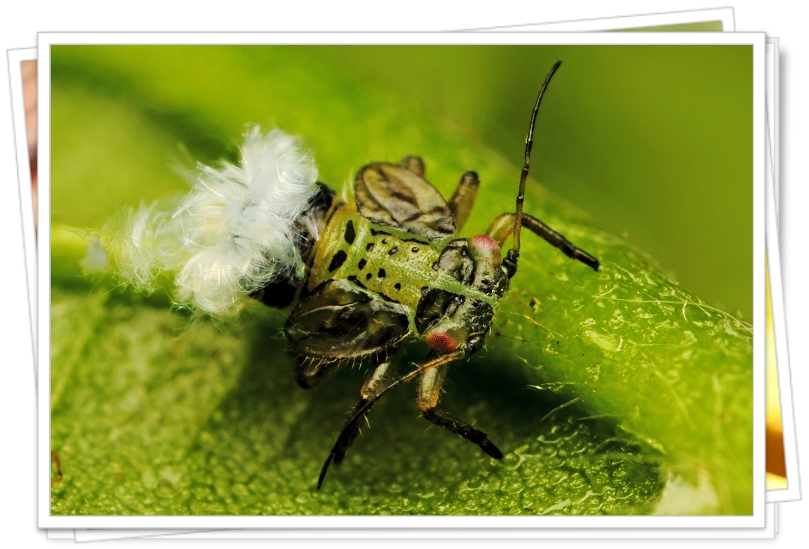 JJ's Photographic nature blog: The beetles are in the house...