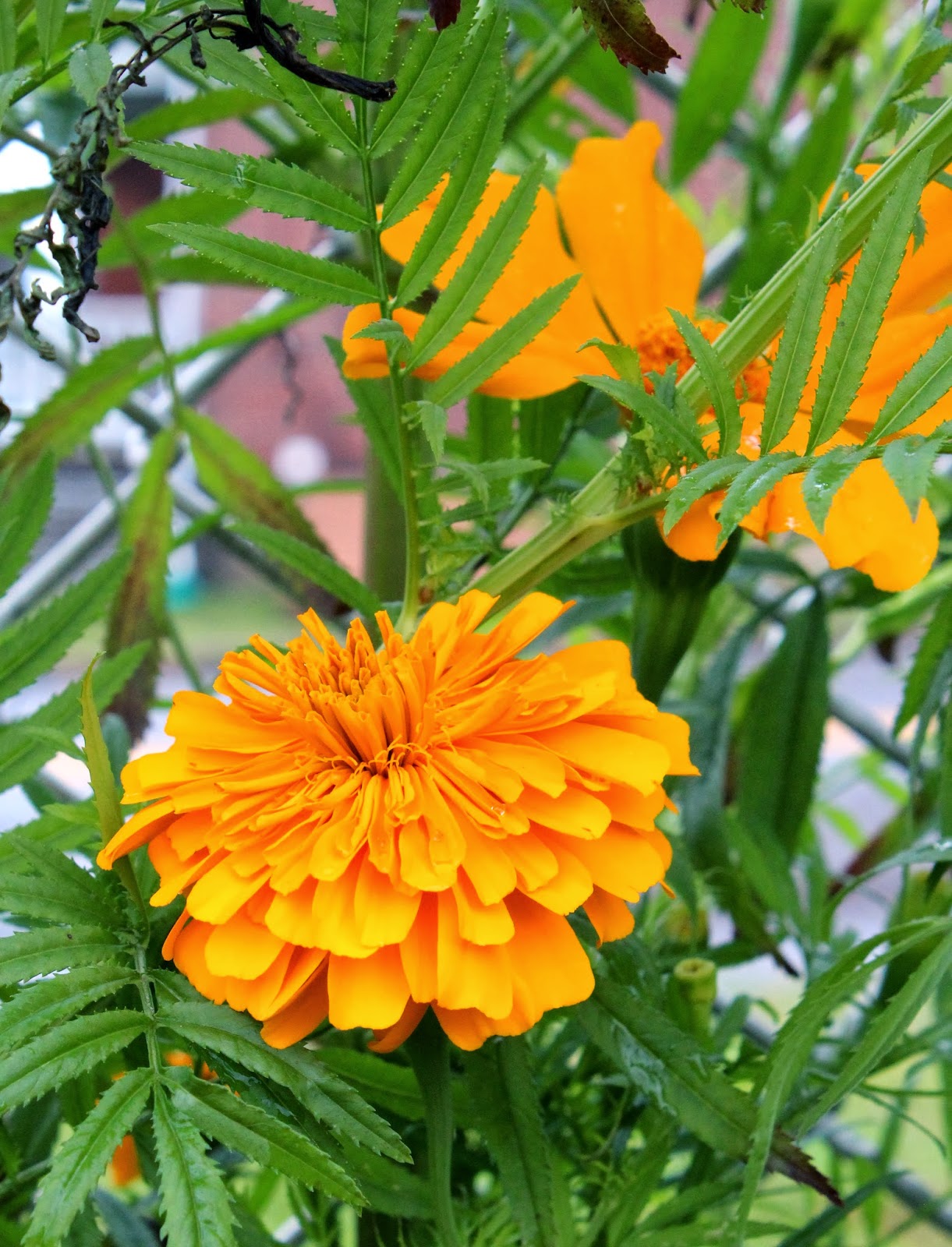 Indiana Community Garden: CULTURE