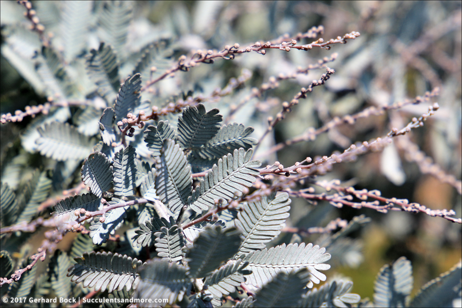 Another favorite tree: Acacia baileyana aka Cootamundra wattle