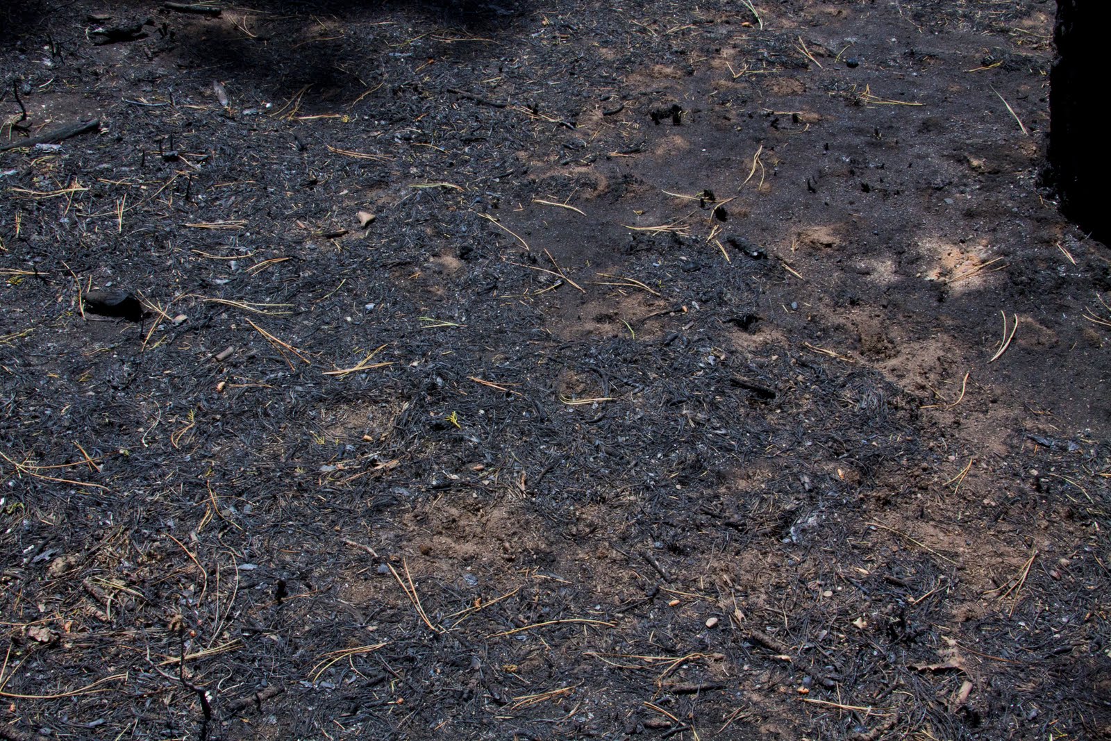 Walking Arizona: Like Deposits in a Depleted Bank Account