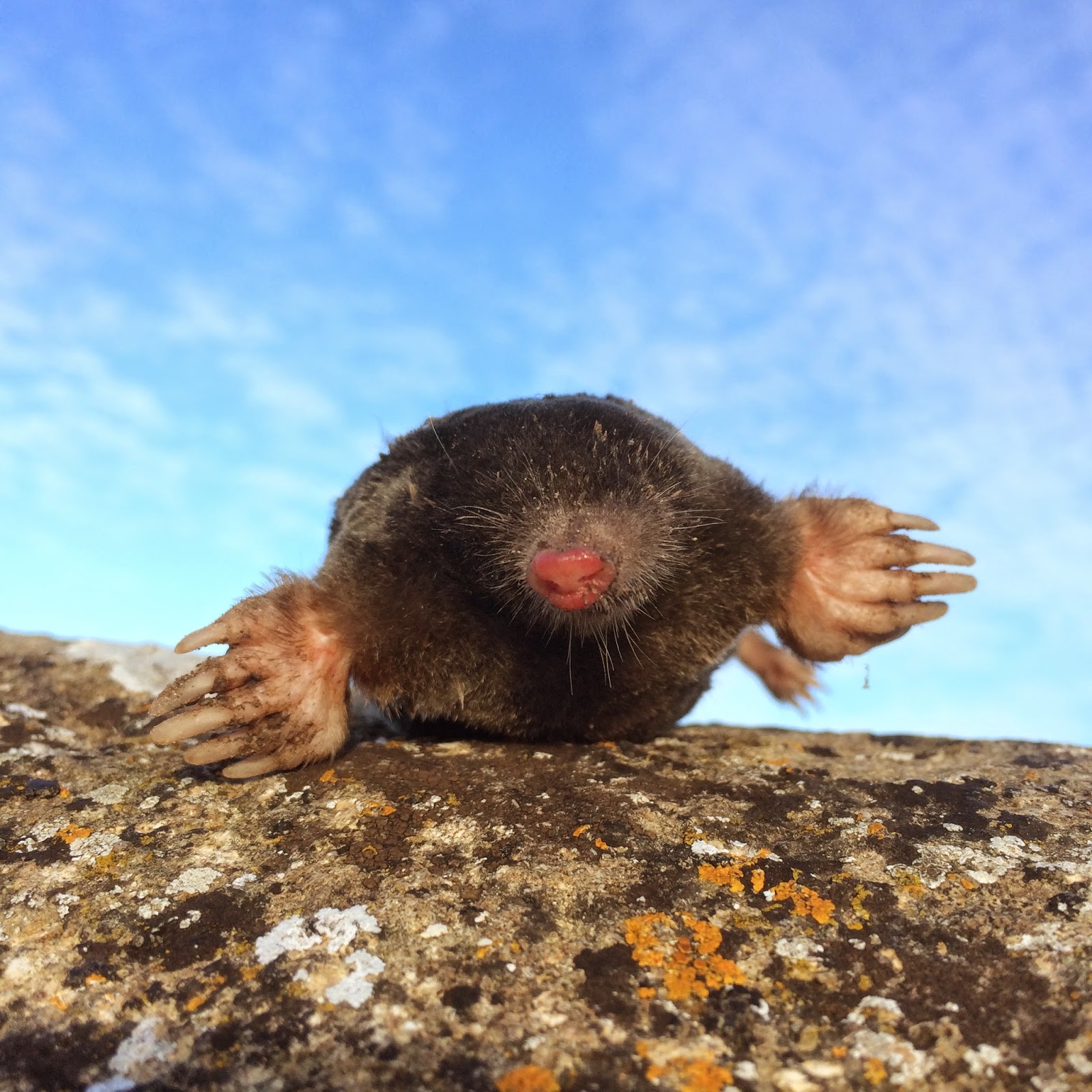 upside down in cloud: Every Mole Is Thunderbird 2 In Its Dreams