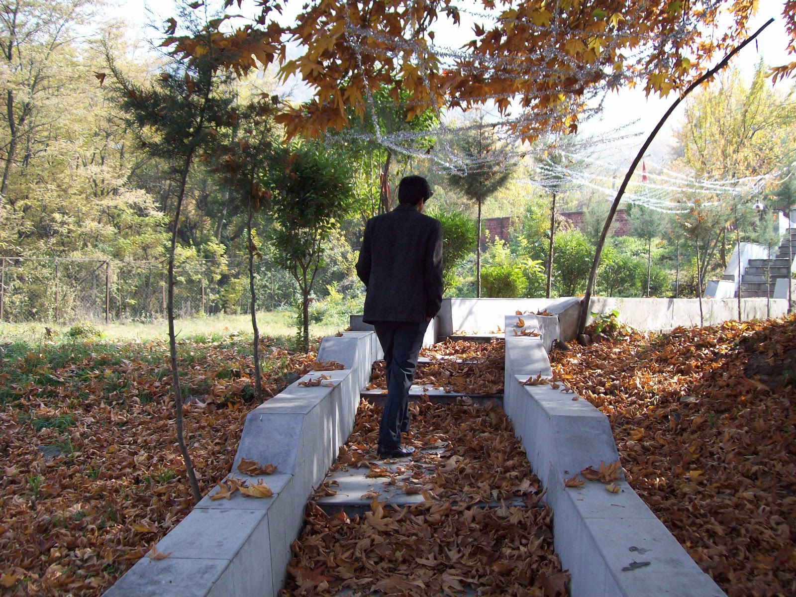 CHINAR SHADE : THE FALLEN CHINAR LEAVES
