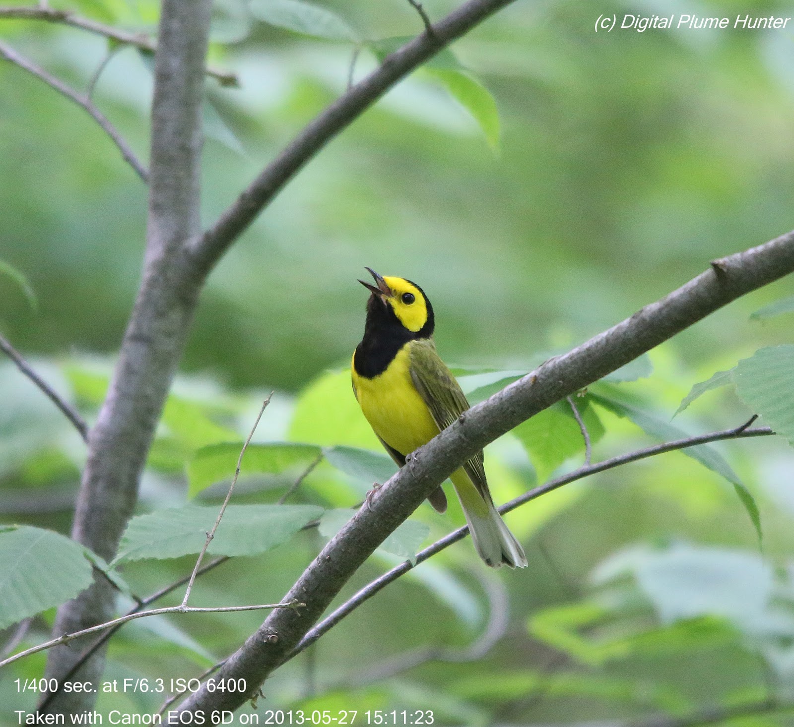 Hunting Digital Plumes in the US and Beyond: Indigo Bunting, Blue ...