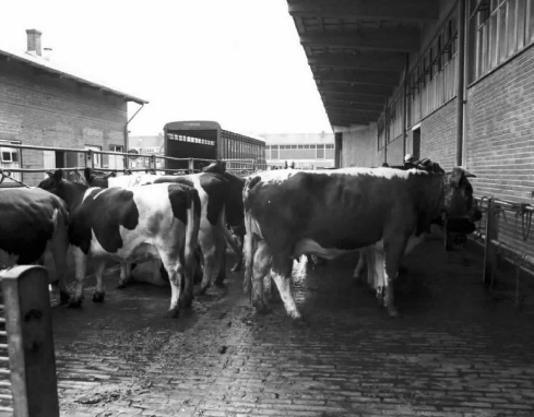 The Streets: Slachthuis te Utrecht