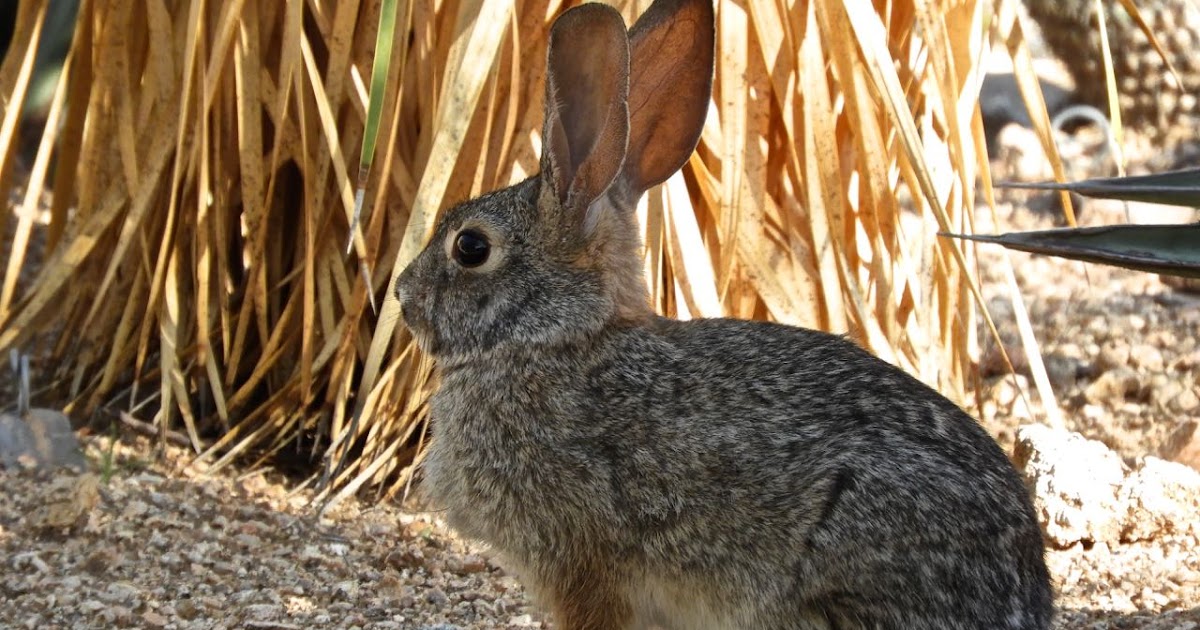 Phoenix Daily Photo: Rabbits....Real and Fake