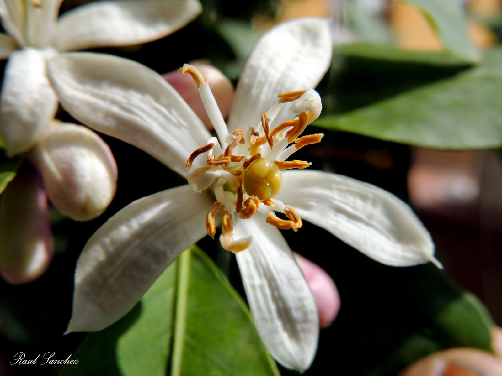 Flores y Plantas: flor del Limonero