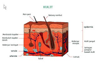 anatomi dan fisiologi semester 1: INDRA PERABA