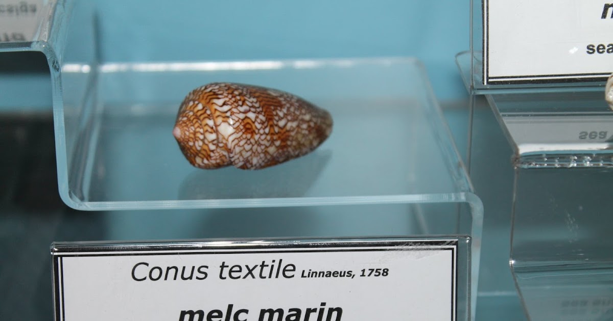 Ştiinţă pentru toţi: Conus textile - este un melc marin