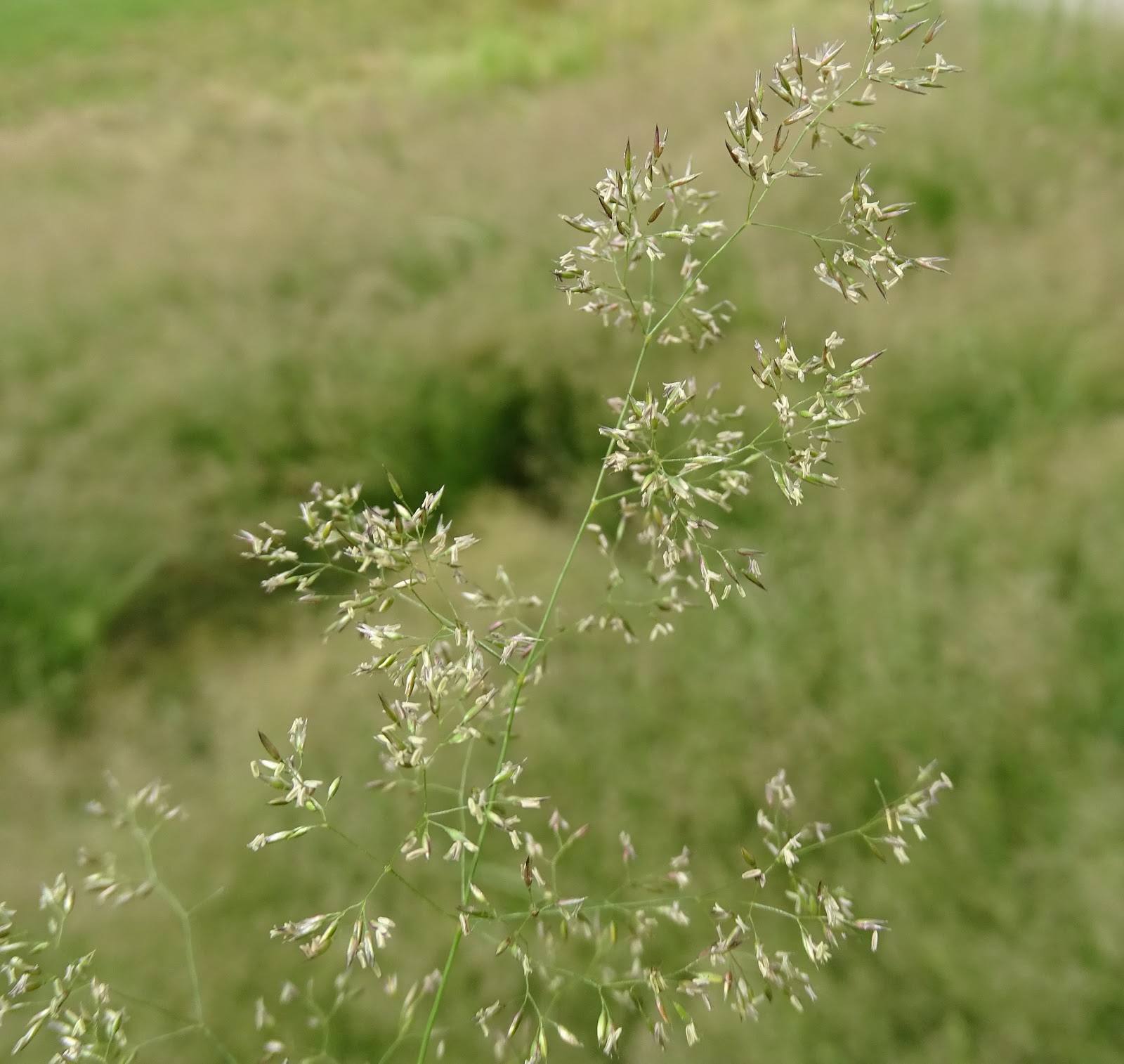 oog voor de natuur: Gewoon struisgras (Agrostis capillaris).