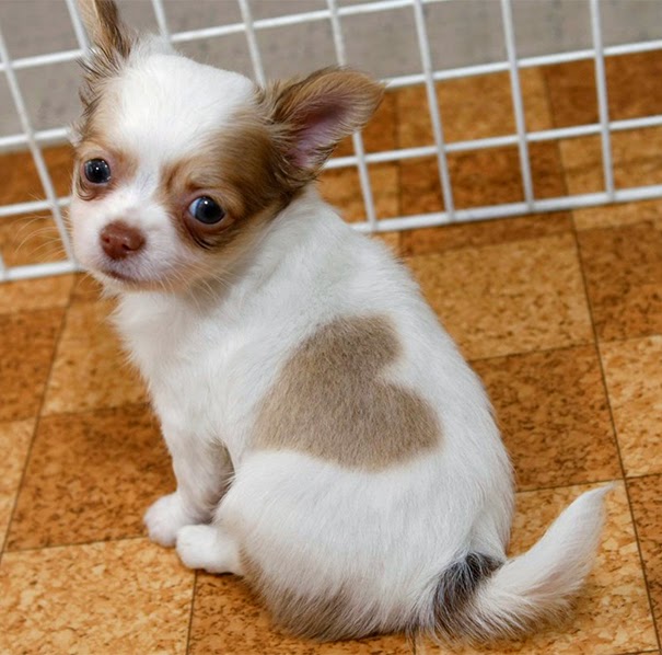 White Wolf : 13 Animals Famous For Their Unusual Fur Markings (PHOTOS)