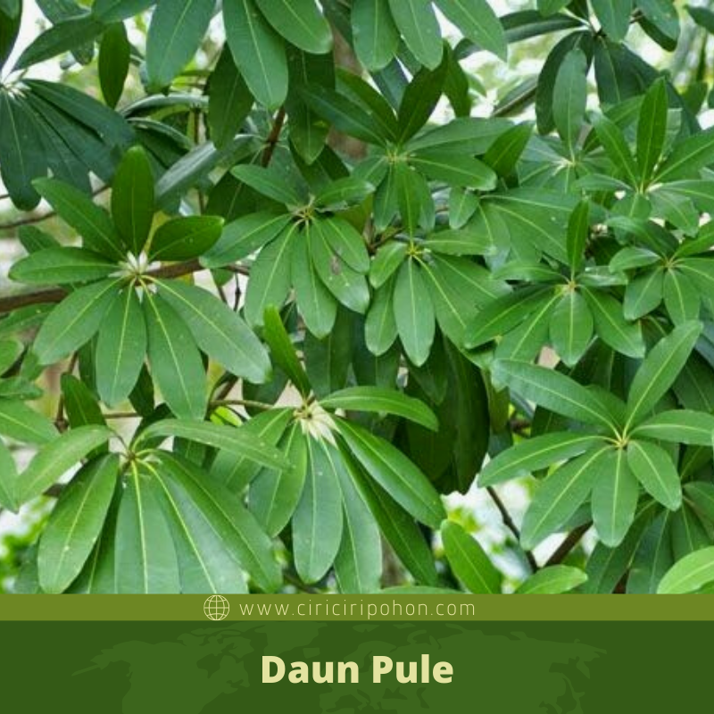 Ciri Ciri Pohon Pulai / Pule (Alstonia scholaris) Di Alam Liar ...