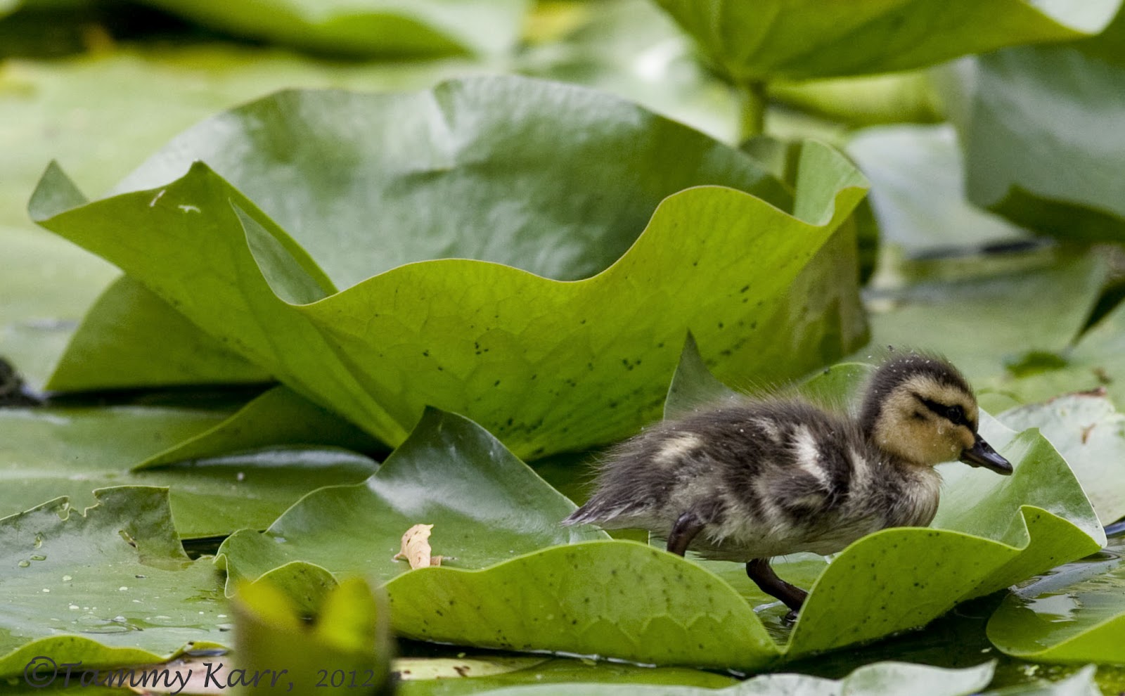 i heart florida birds: Lily Ducklings