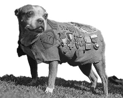 Sergeant Stubby-The Most Decorated Dog of World War I
