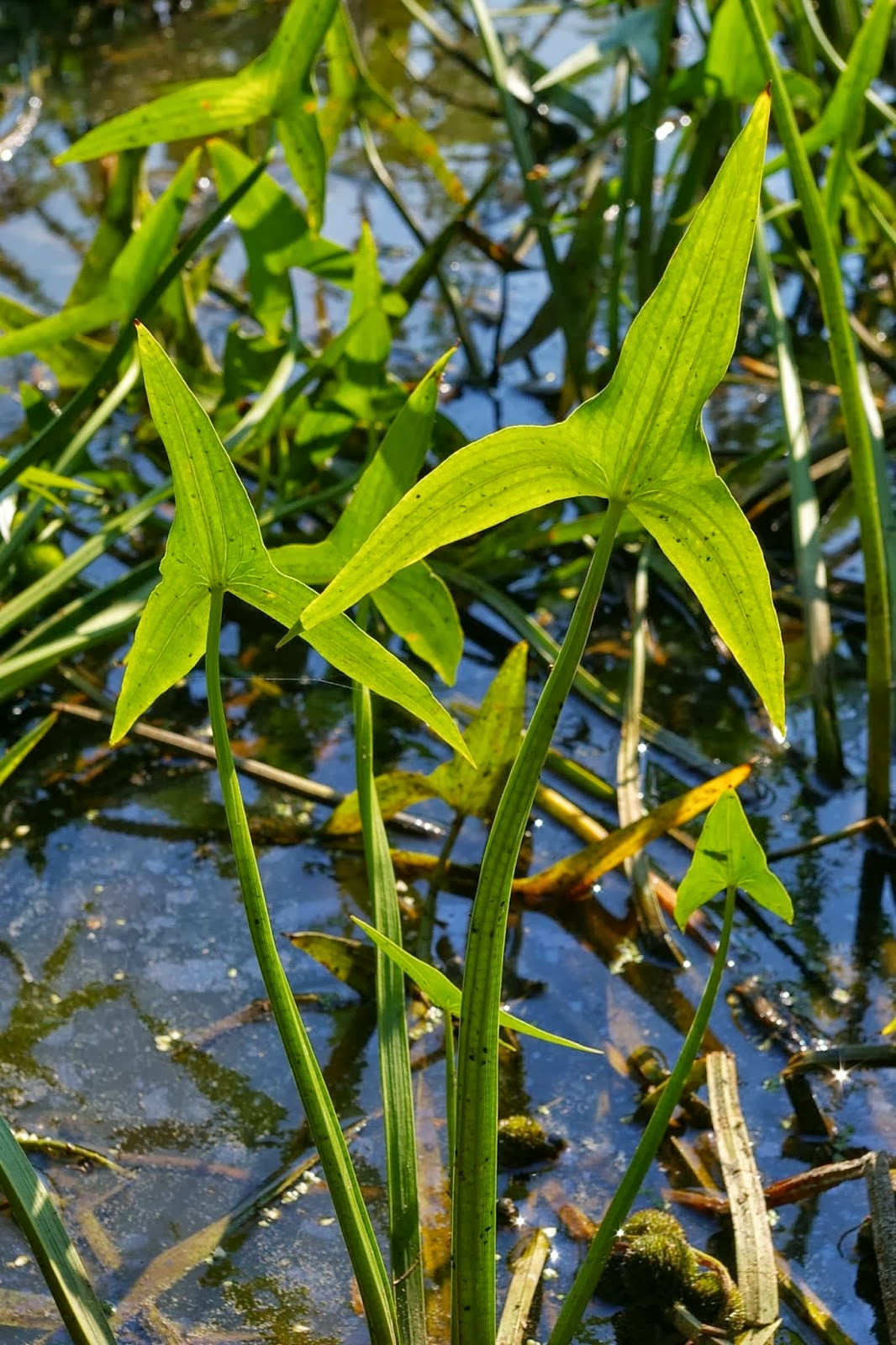 Belajar Tentang Alam tumbuhan: STUDI DAUN ( Bangun Daun Circumscriptio