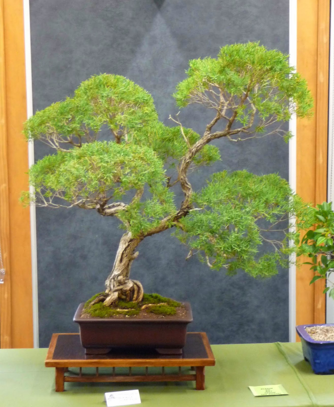 Stephen Cullum's Bonsai & Pottery: Post 150 Australian Native Bonsai ...