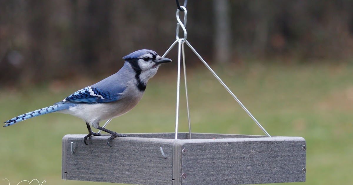 Species Spotlight: Blue Jays | Nature Notes Blog