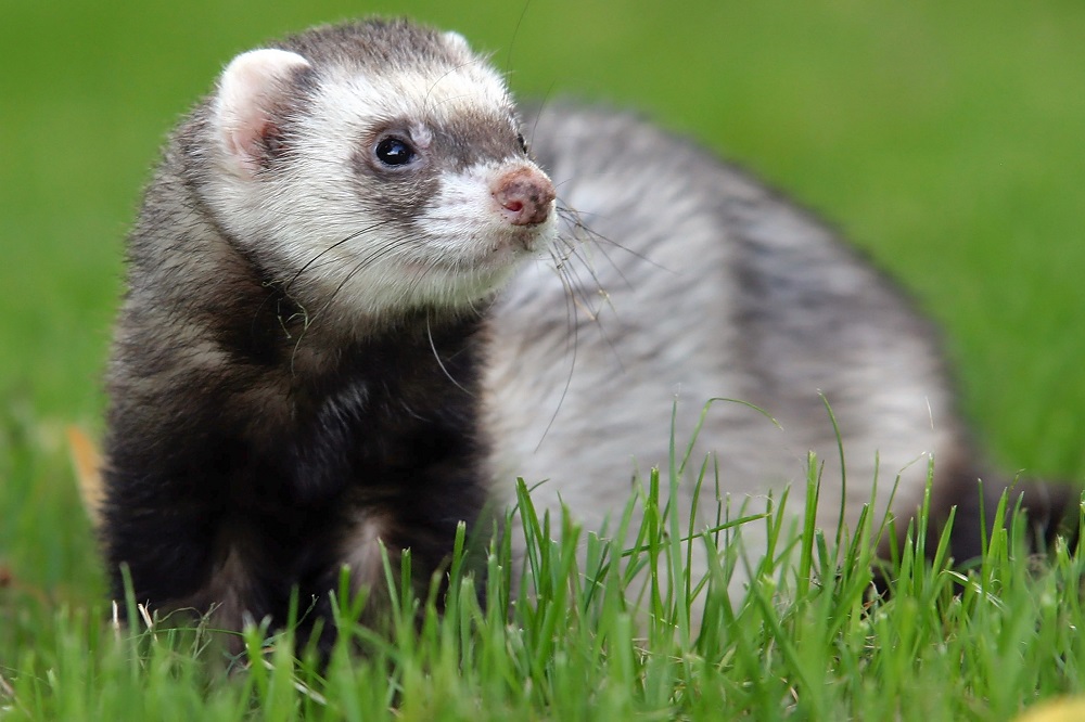 Are Ferrets dangerous? Mustela furo, European polecat