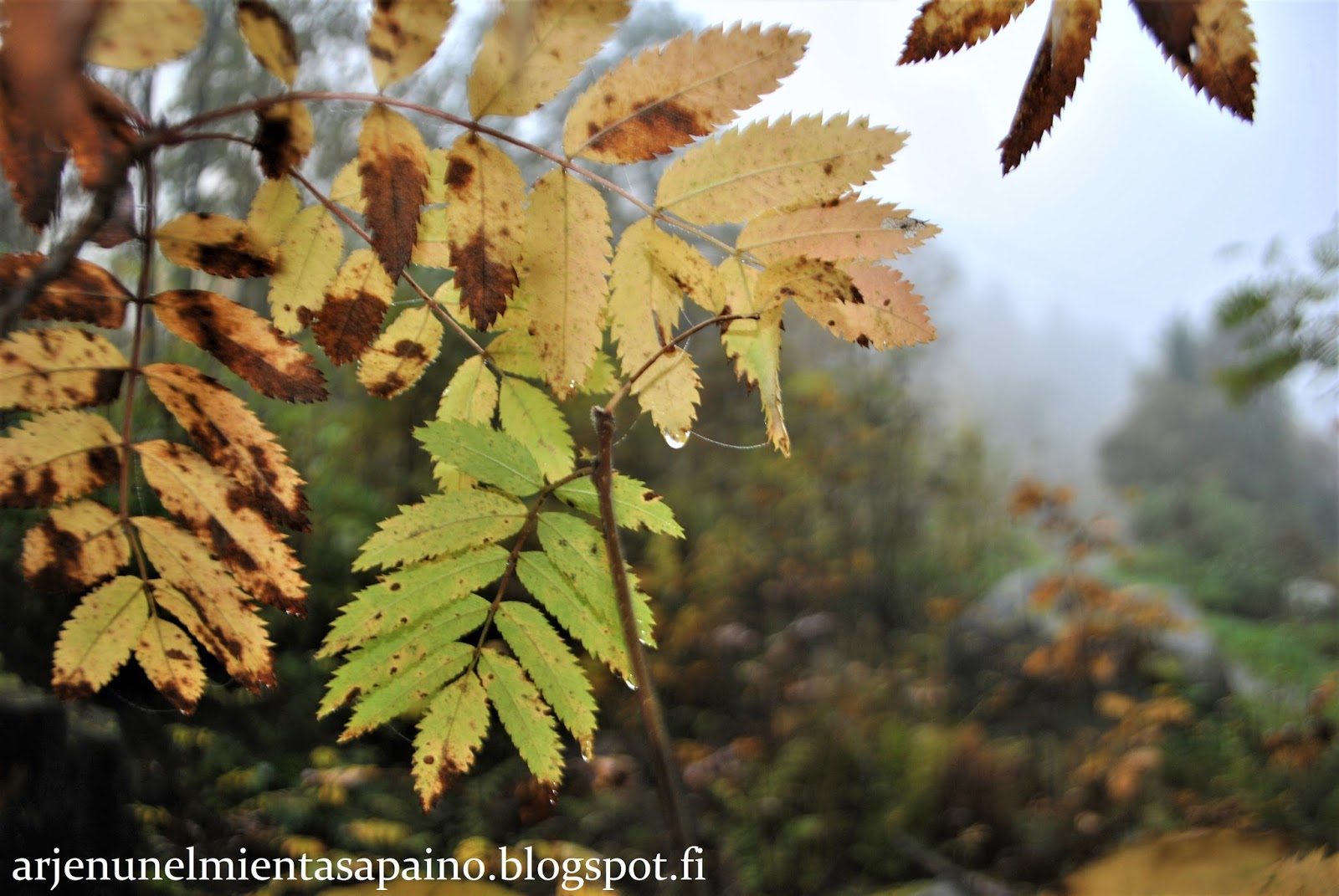 Tasapainoilua: Vuorovaikutus ammatissa ja huippuhetki