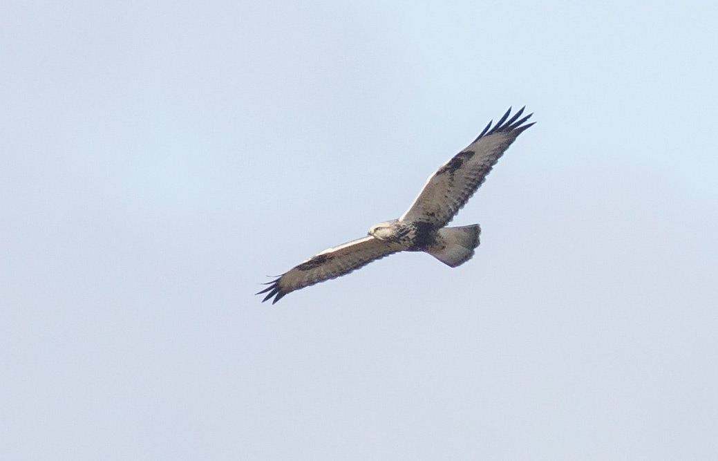 Weedon's World of Nature: Rough-legged Buzzard, Great Fen, Cambs