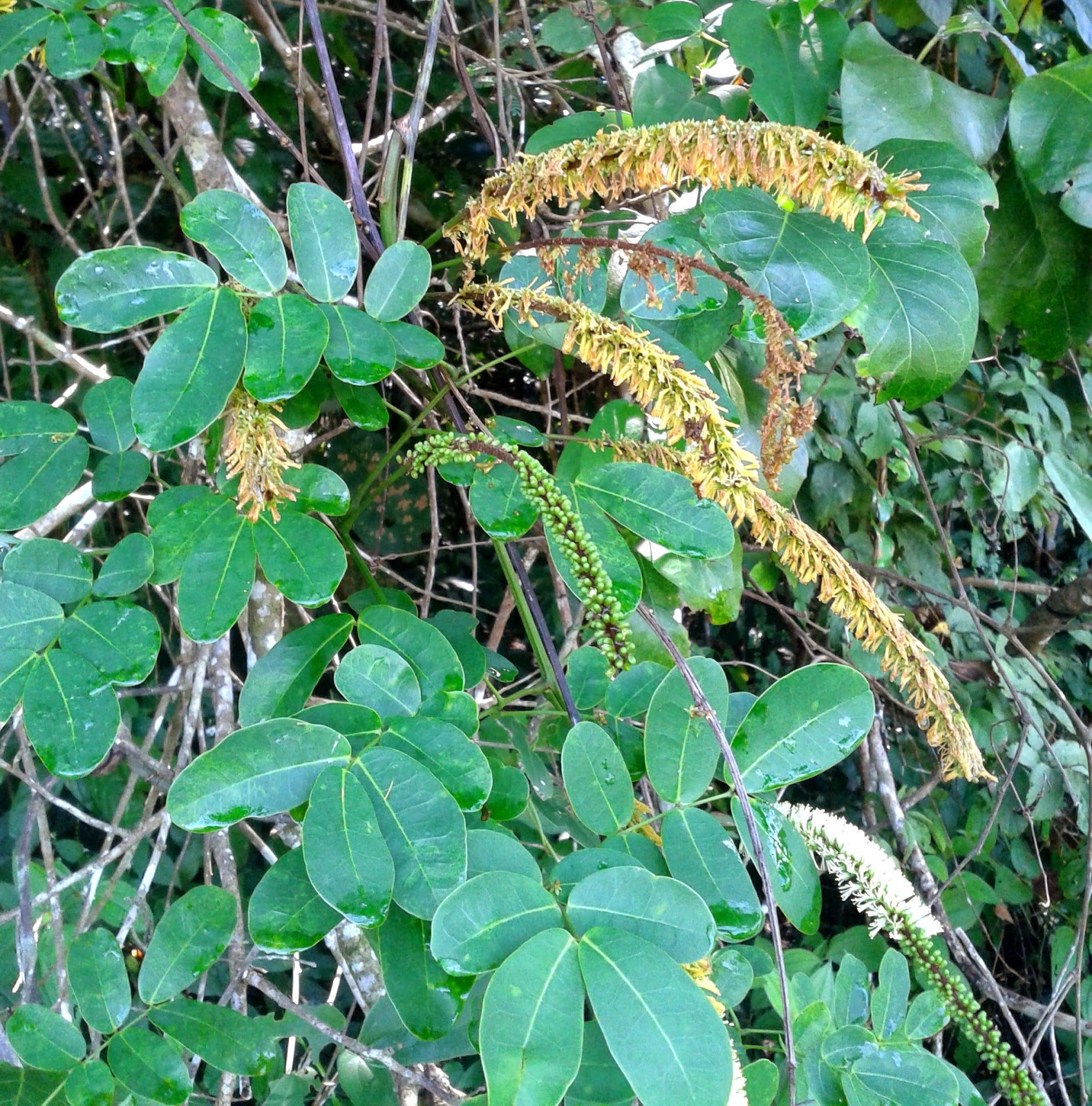 pokokkayu@gmail.com: Entada spiralis (Sintok)