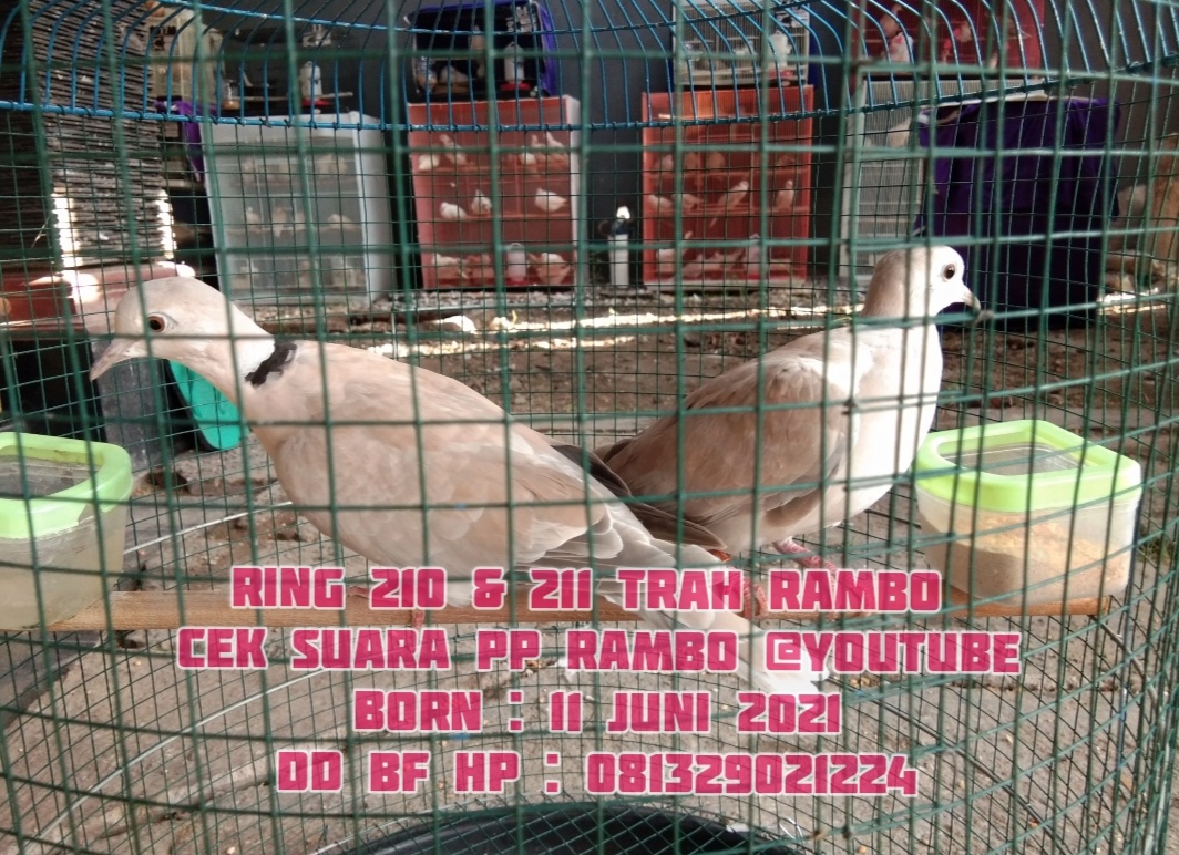 Dewa Daru Bird Farm