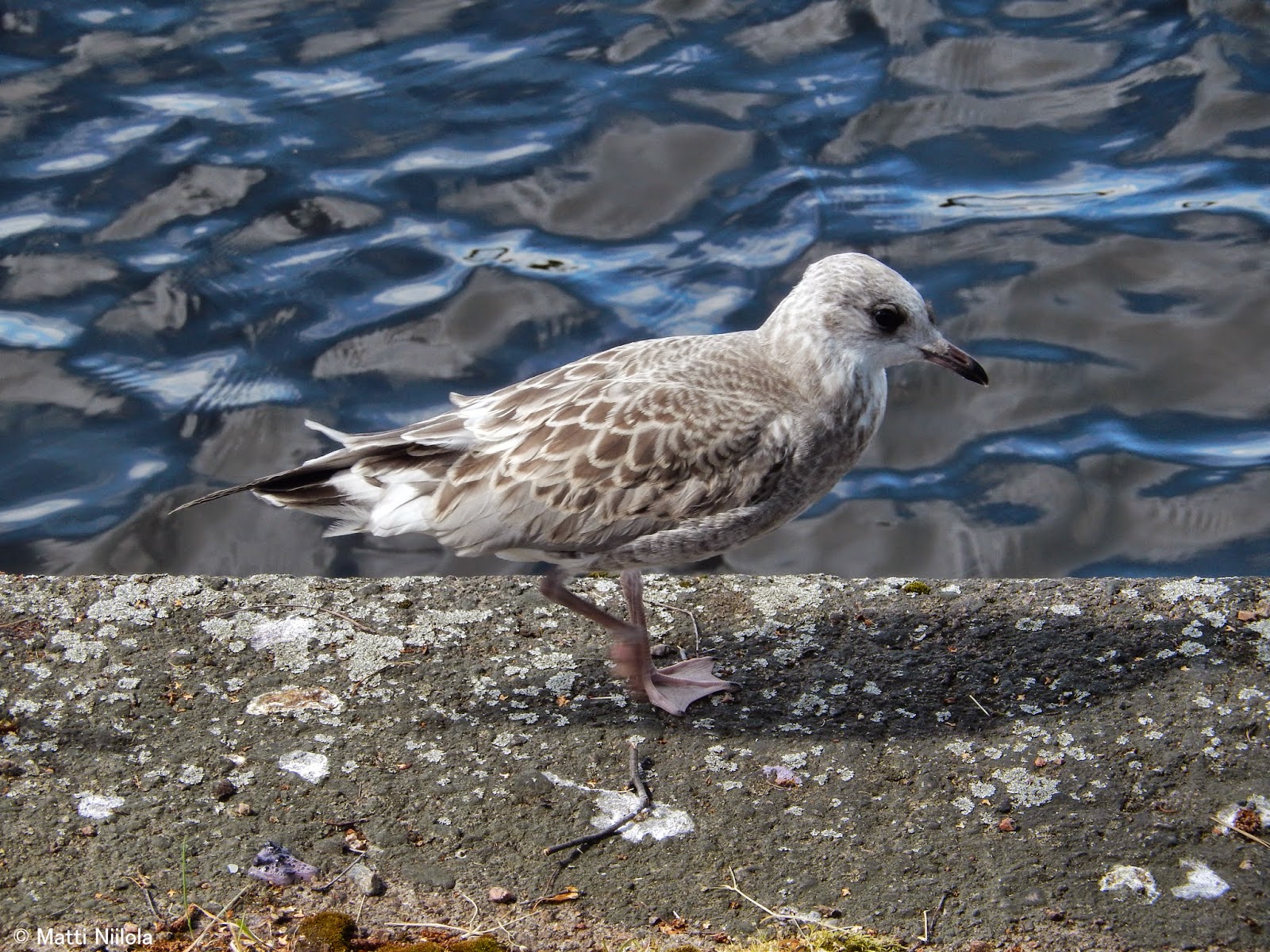 matti metsässä ja muualla: NUORI KALALOKKI Larus canus