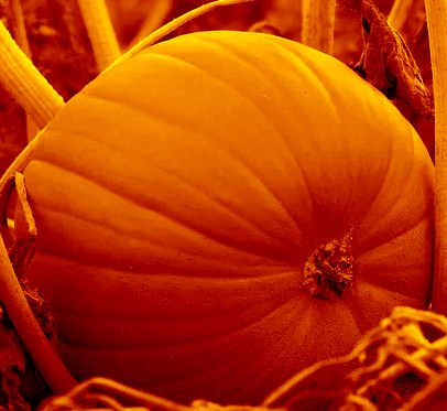 Iba Mendes: A lenda da Aboboreira (Lenda), de Eduardo Sequeira