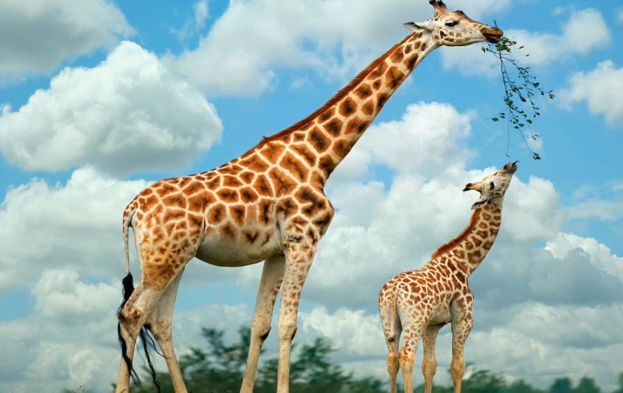 Animal You: Giraffe