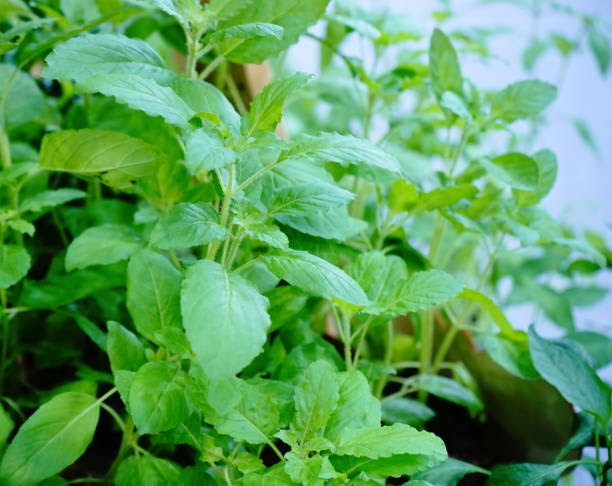 Holy Basil: Scienfic Name,Types of Tulsi Plant, Uses & Side Effects ...